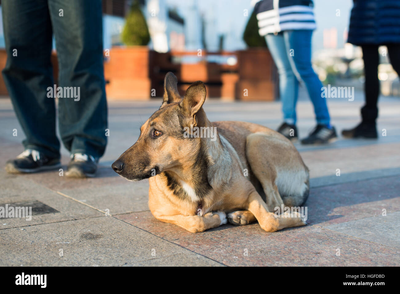 Homeless dog in street Stock Photo - Alamy