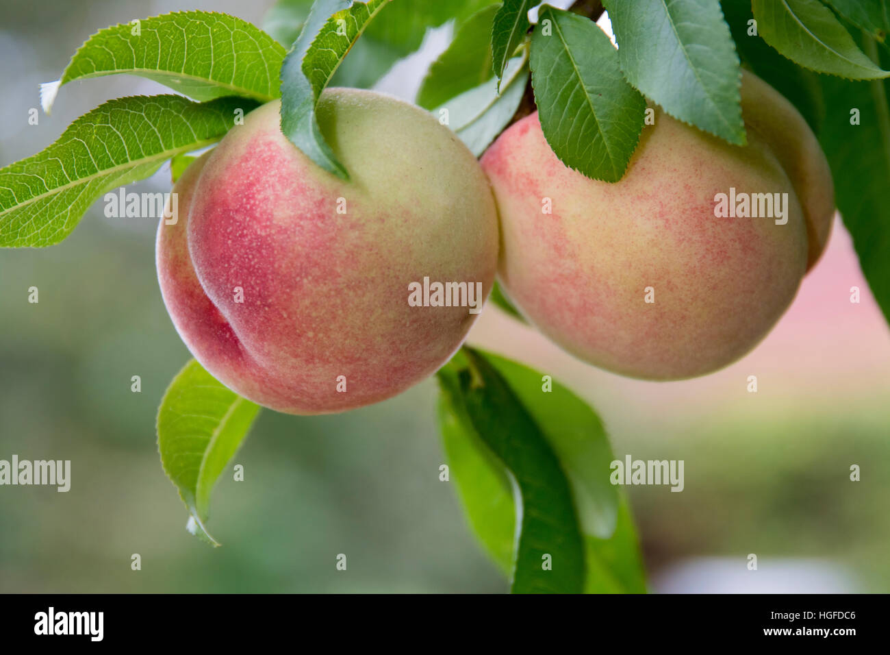 peaches on a tree Stock Photo - Alamy