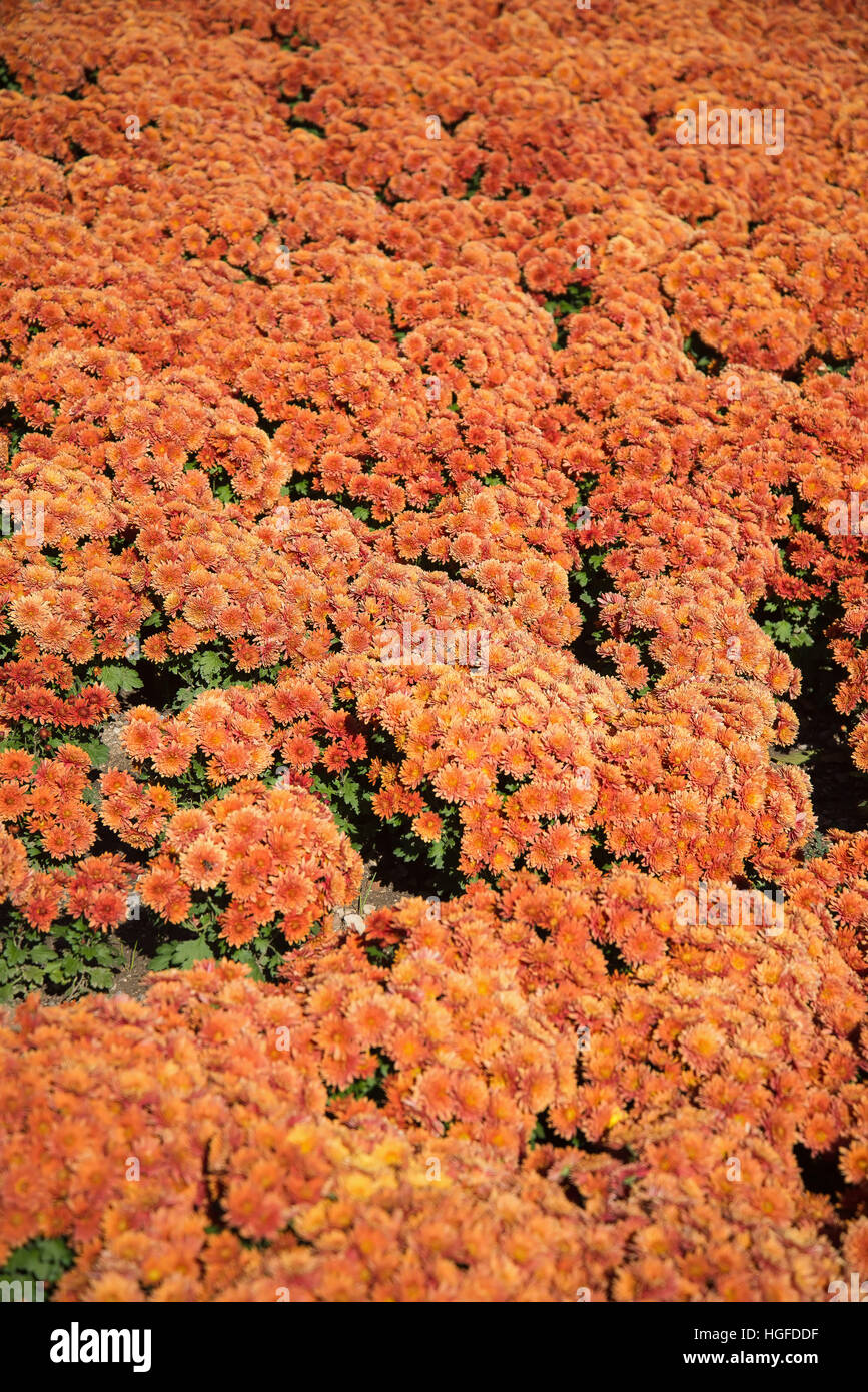 orange chrysanthemum bunch Stock Photo - Alamy