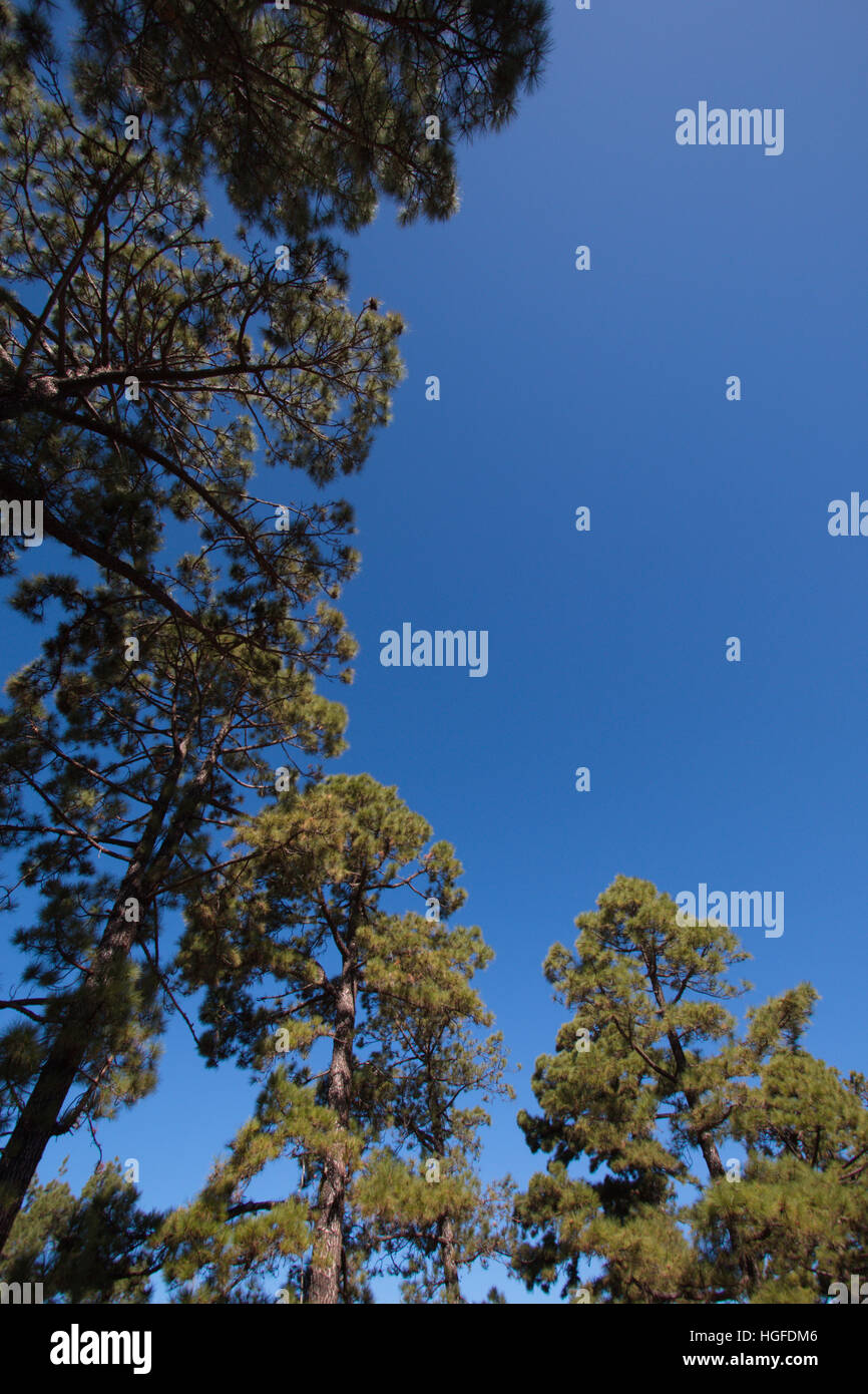 Canariensis hi-res stock photography and images - Alamy