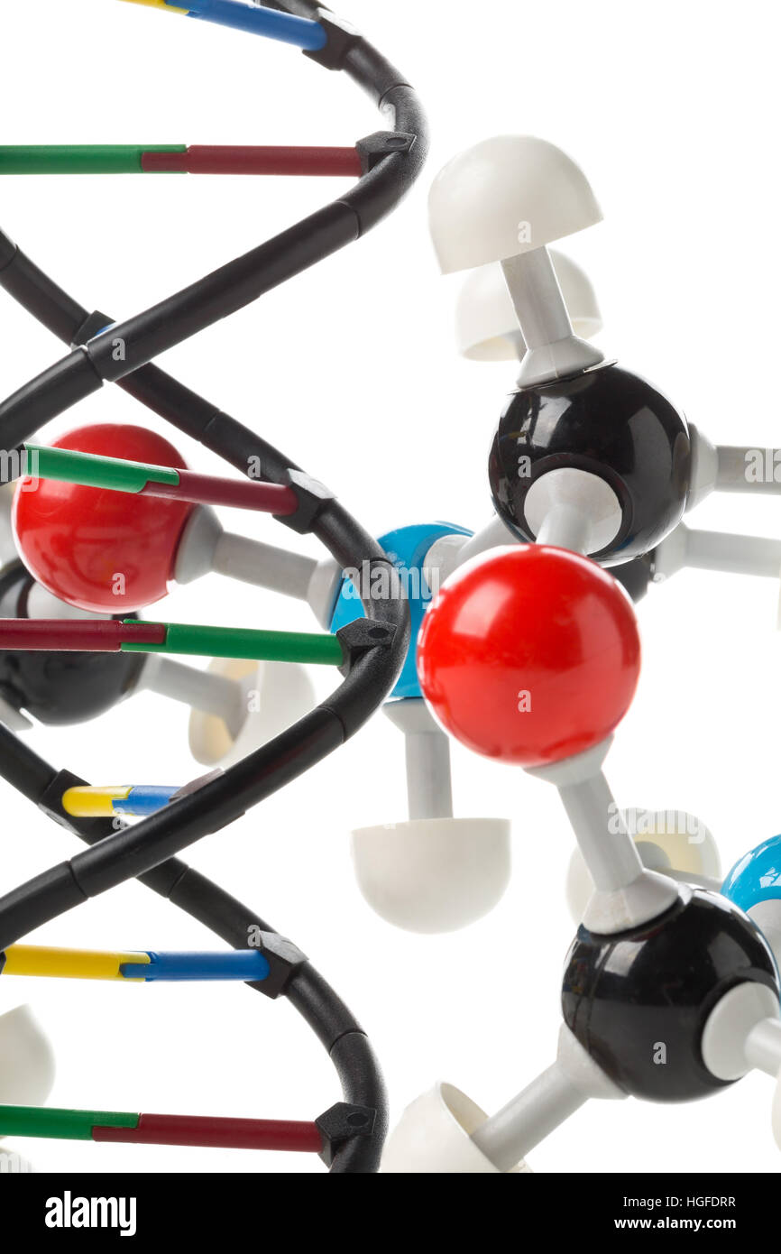 Chemical molecule model and DNA structure model over white background ...