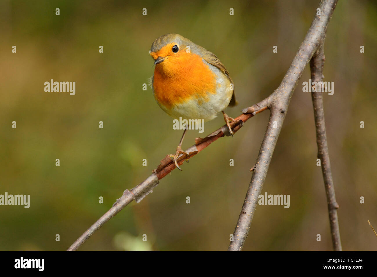 European robin hi-res stock photography and images - Alamy