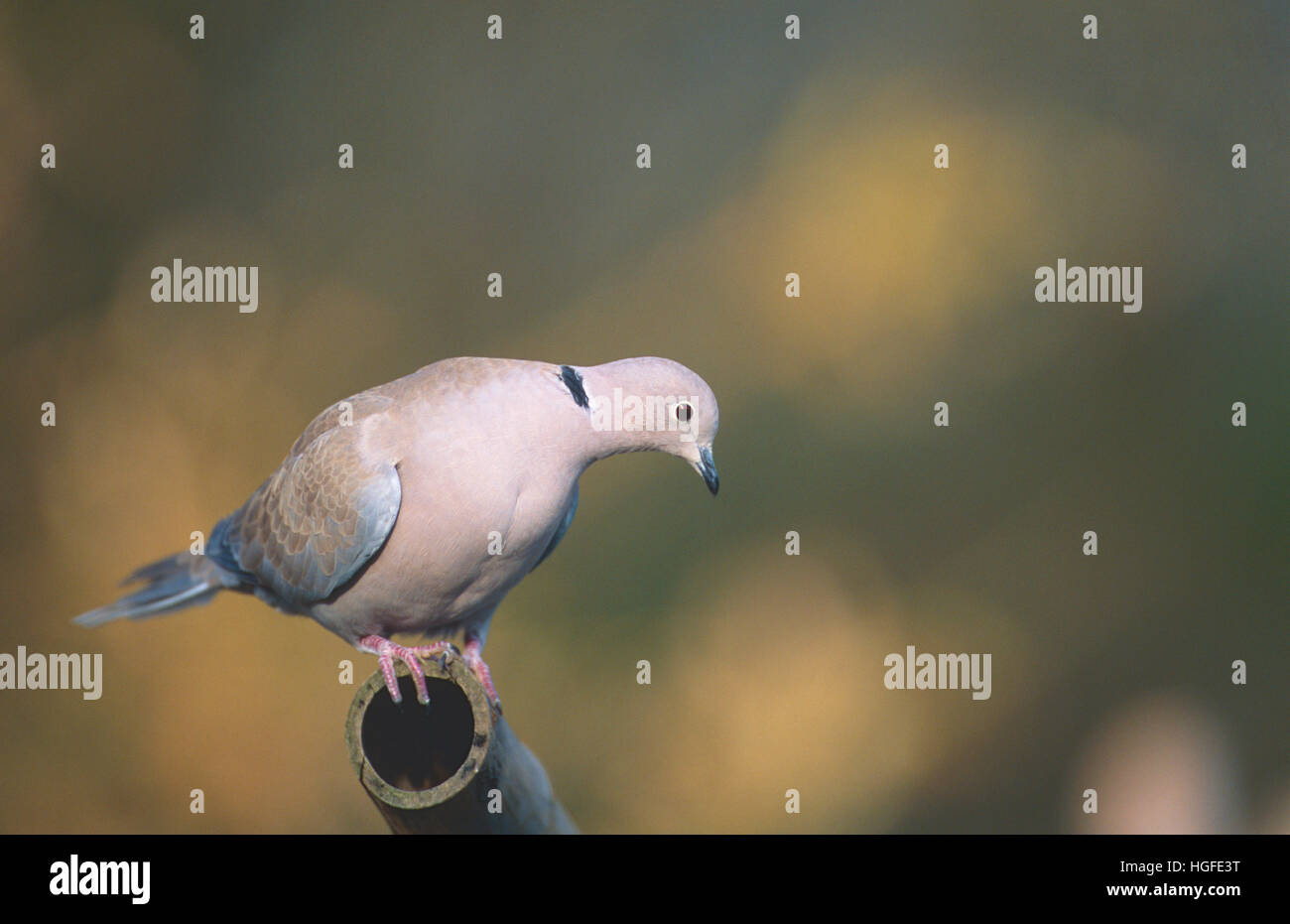 Collared dove hi-res stock photography and images - Alamy