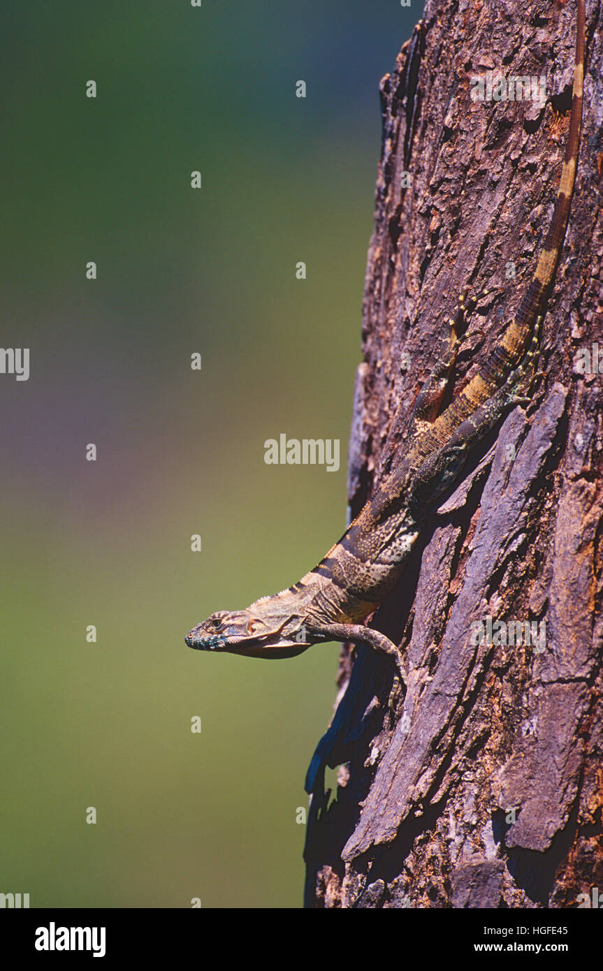 Similis High Resolution Stock Photography and Images - Alamy
