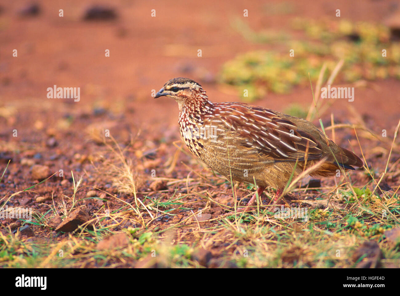 Crested francolin francolinus sephaena hi-res stock photography and ...