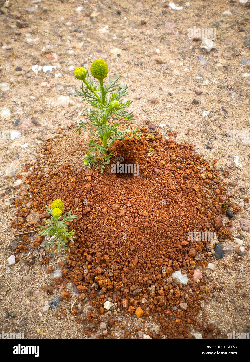 Entrance pit earthen bee andrena Stock Photo - Alamy