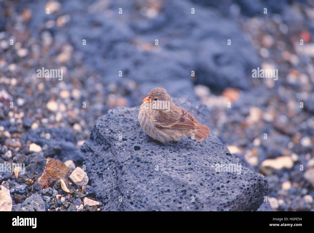 Small Ground Finch, Geospiza fuliginosa Stock Photo - Alamy
