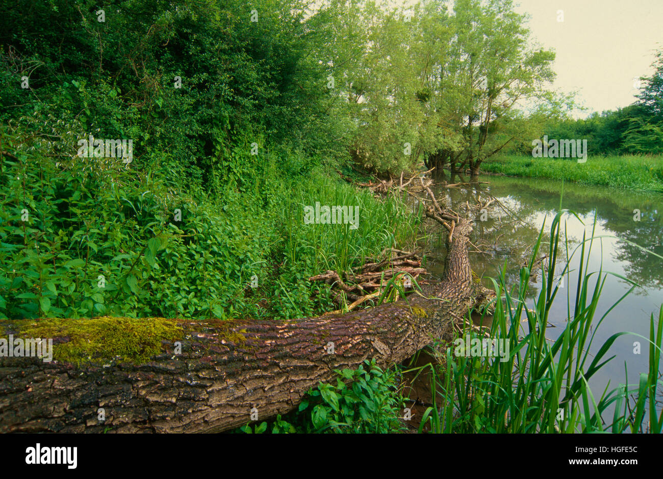 Water meadow, flood plain forest Stock Photo - Alamy