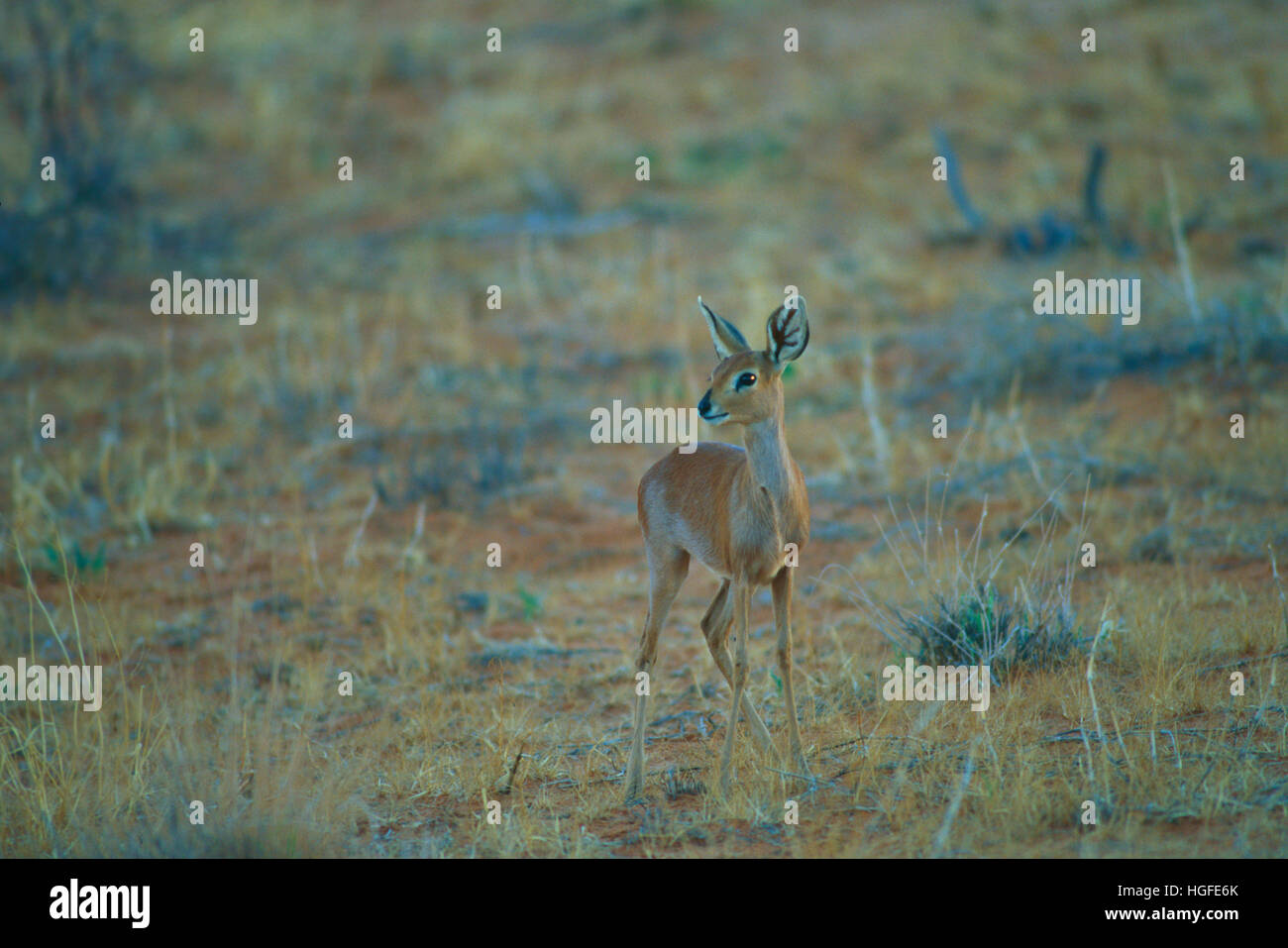 Steenbock, Raphicerus campestris Stock Photo - Alamy
