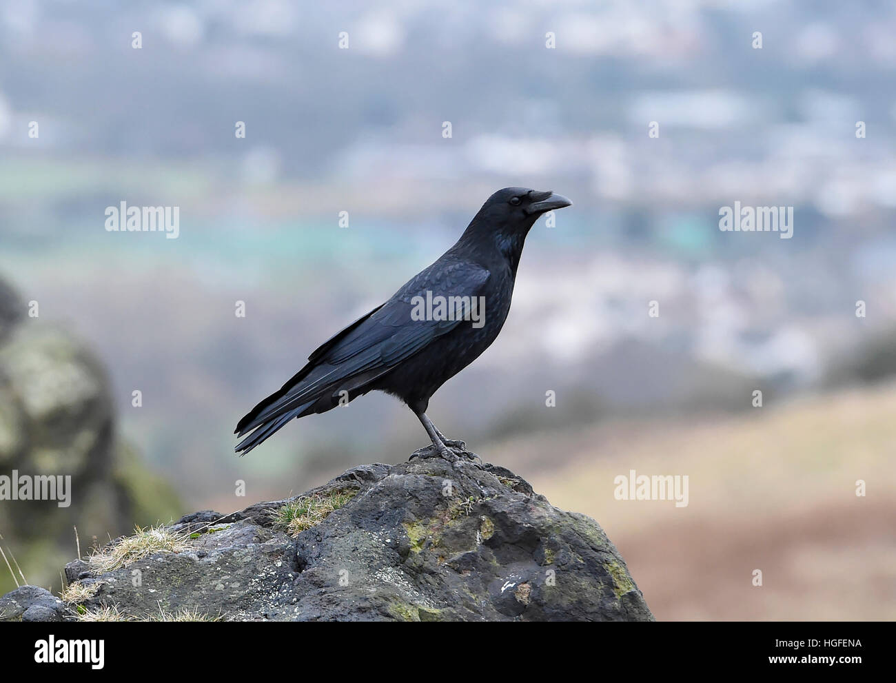 A Carrion Crow ( Latin: Corvus Corone Corone) perched on a rocky ...