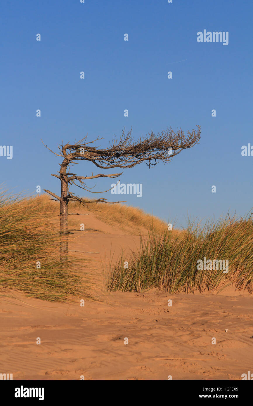 A windswept tree in the sand dunes Stock Photo - Alamy