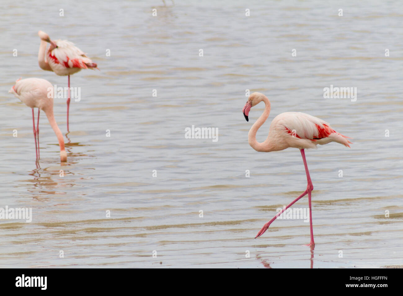 Three flamingos grazing at Larnaca Salt-lake shore in the island of ...