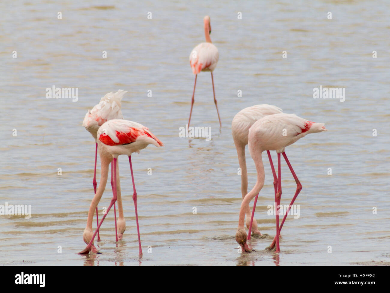 Flamingos grazing at Larnaca Salt-lake in the island of Cyprus Stock ...