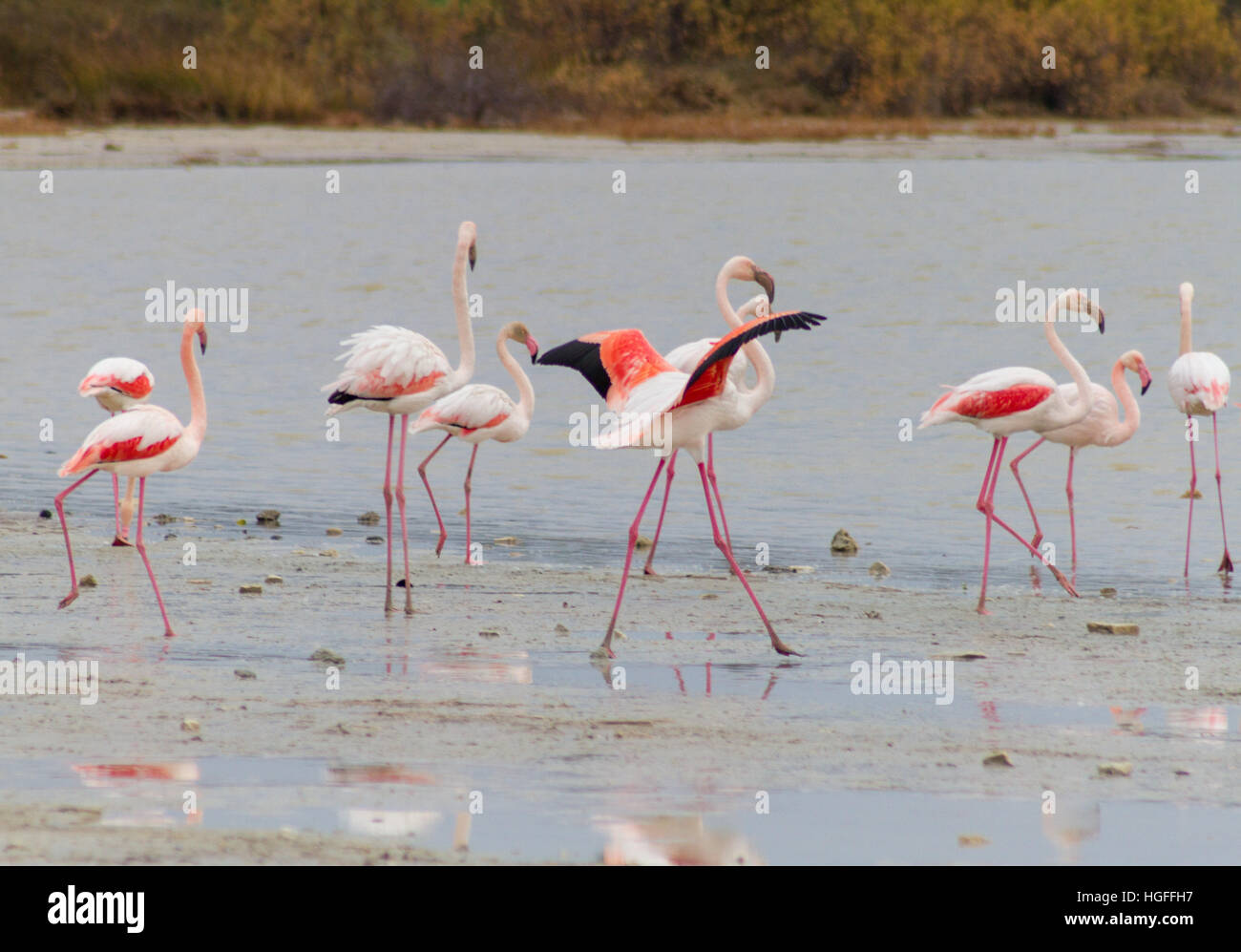 Larnaca flamingos hi-res stock photography and images - Alamy