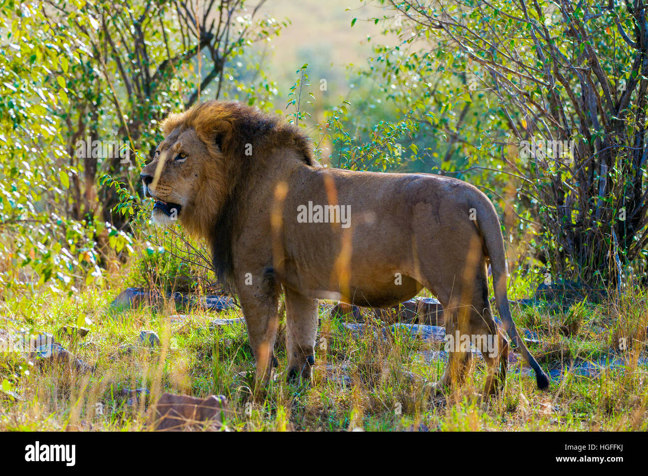 Lion in bush Stock Photo - Alamy