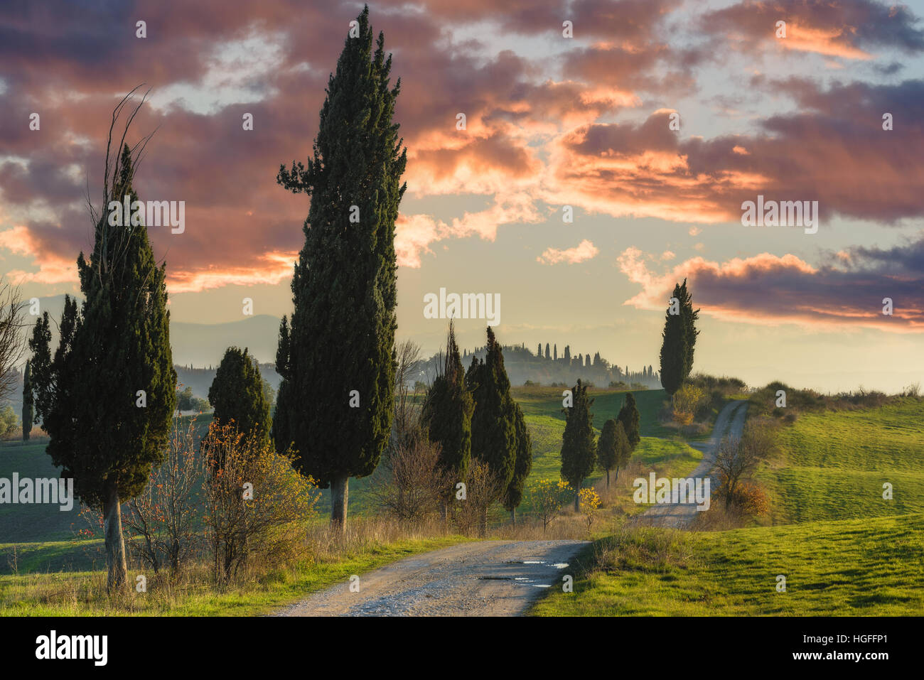 Cypress Trees Between The Road High Resolution Stock Photography and ...