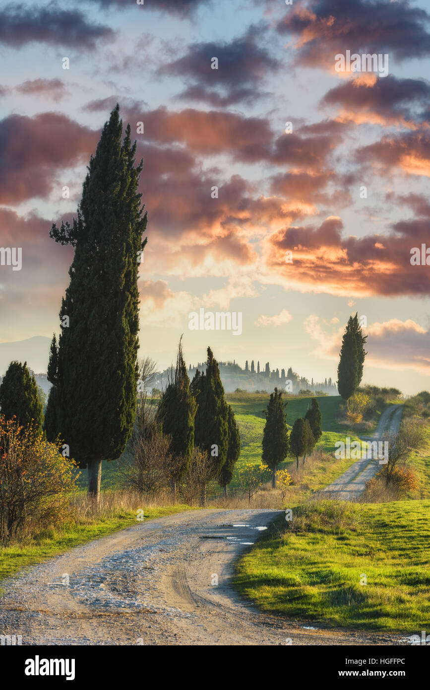 Cypress Trees Between The Road High Resolution Stock Photography and ...