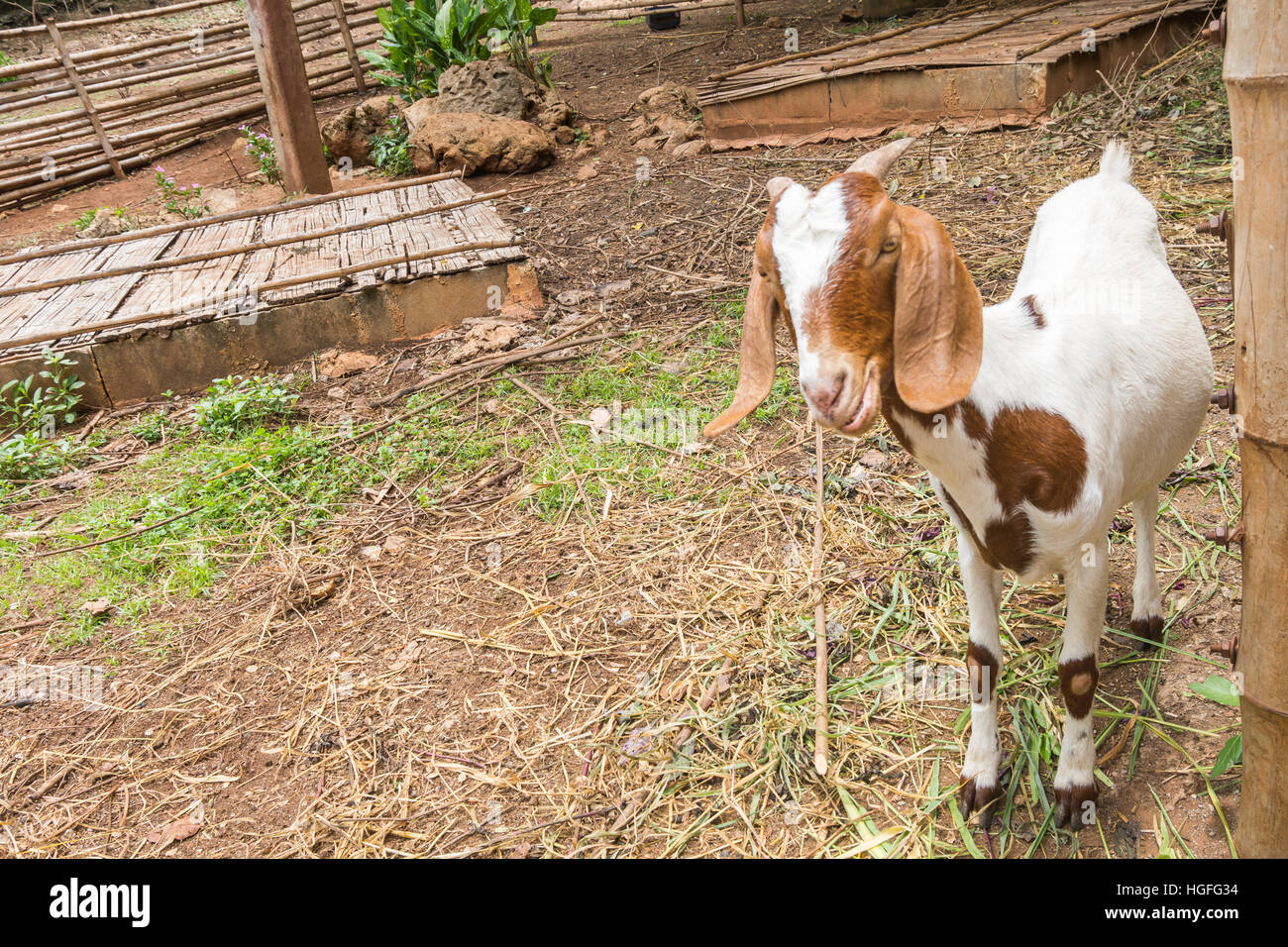 young Goat in Thailand Stock Photo - Alamy