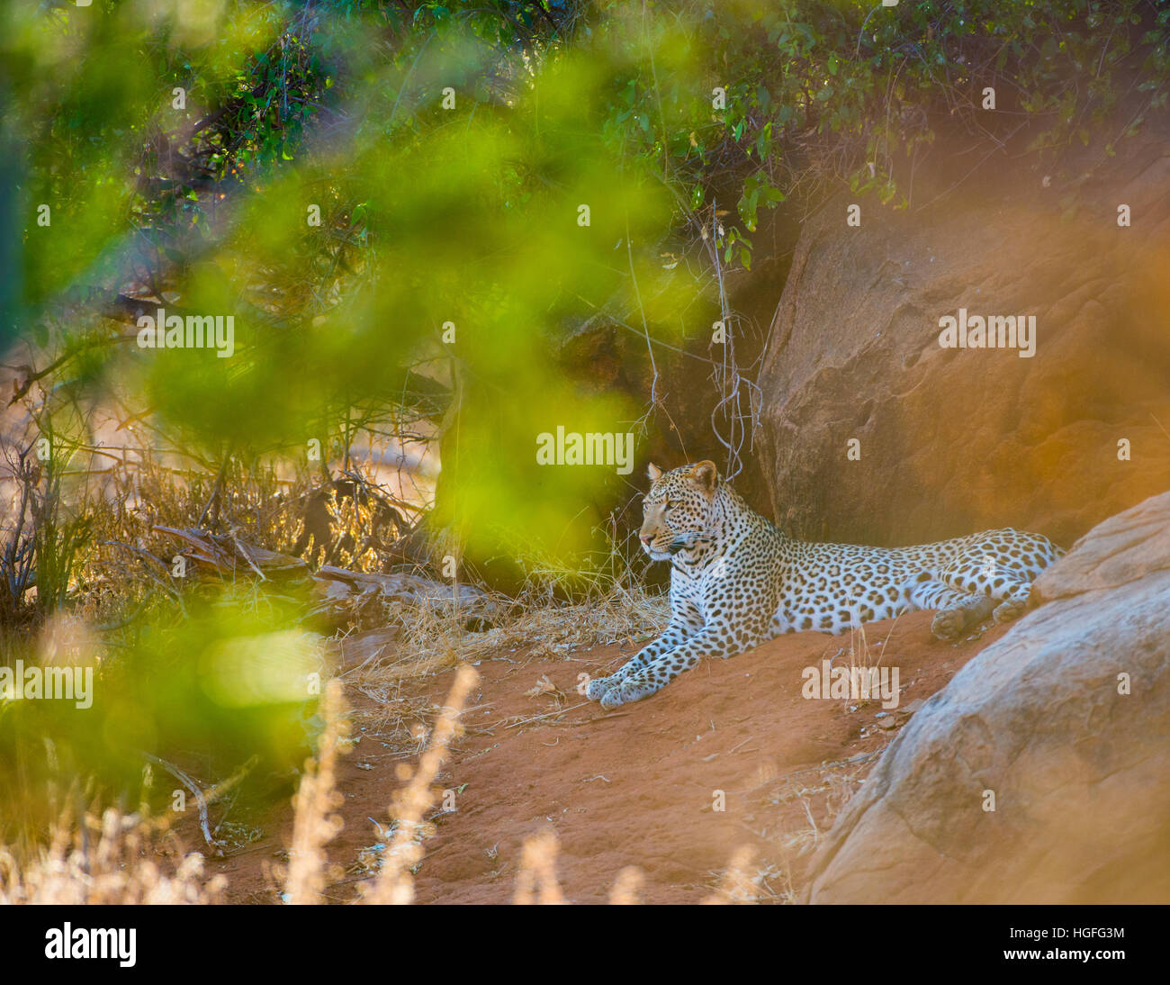 Leopard lying on Rock Stock Photo - Alamy