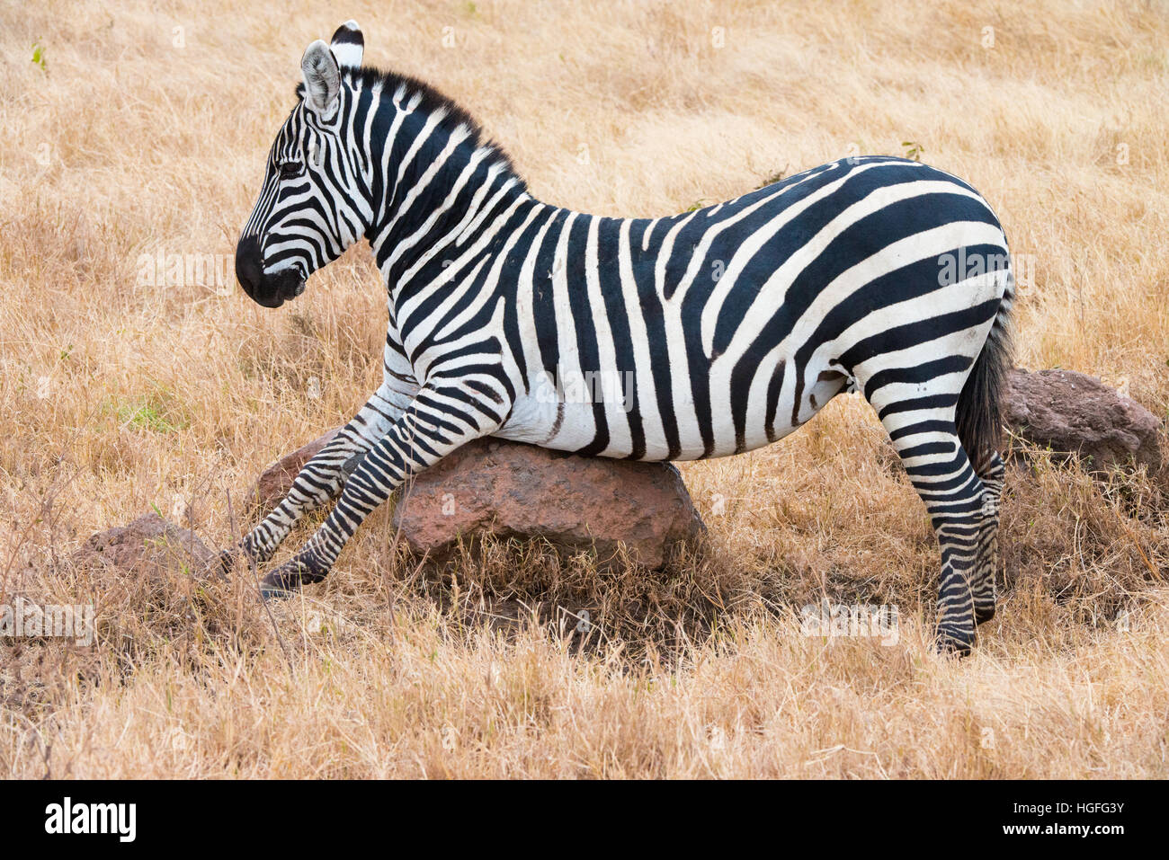 Zebra rock hi-res stock photography and images - Alamy