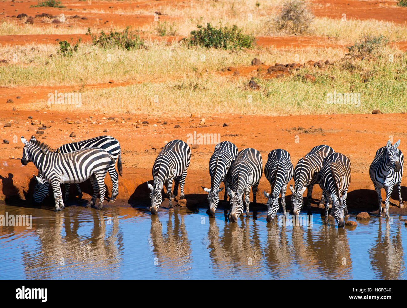 Zebra drinking at waterhole Stock Photo - Alamy