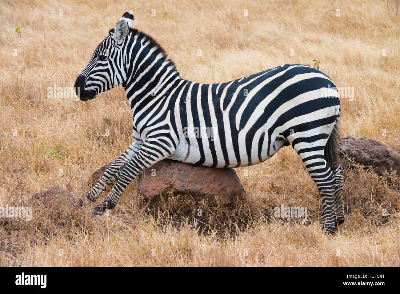 Zebra scratching stomach on rock Stock Photo - Alamy