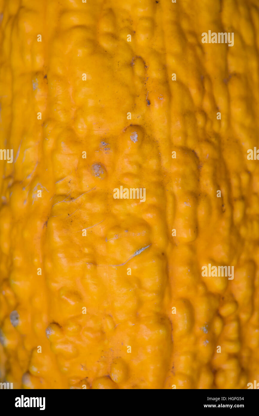 Close Up Texture of Gourd Background Image Stock Photo - Alamy