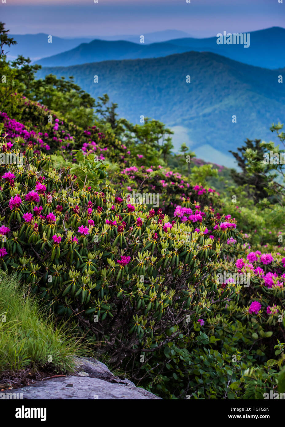Morning rhododendron hi-res stock photography and images - Alamy