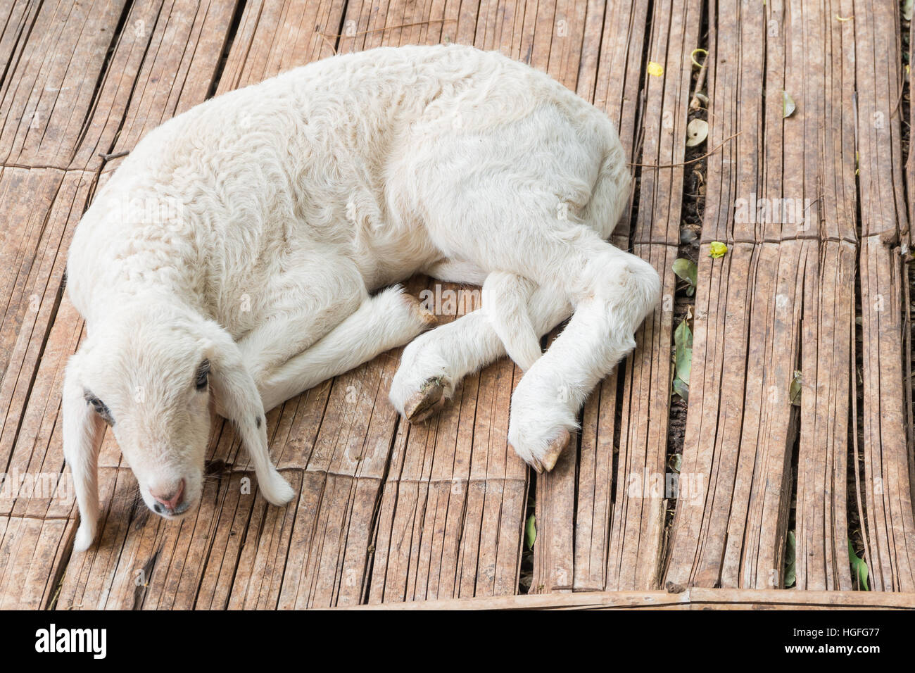 young Goat in Thailand Stock Photo - Alamy