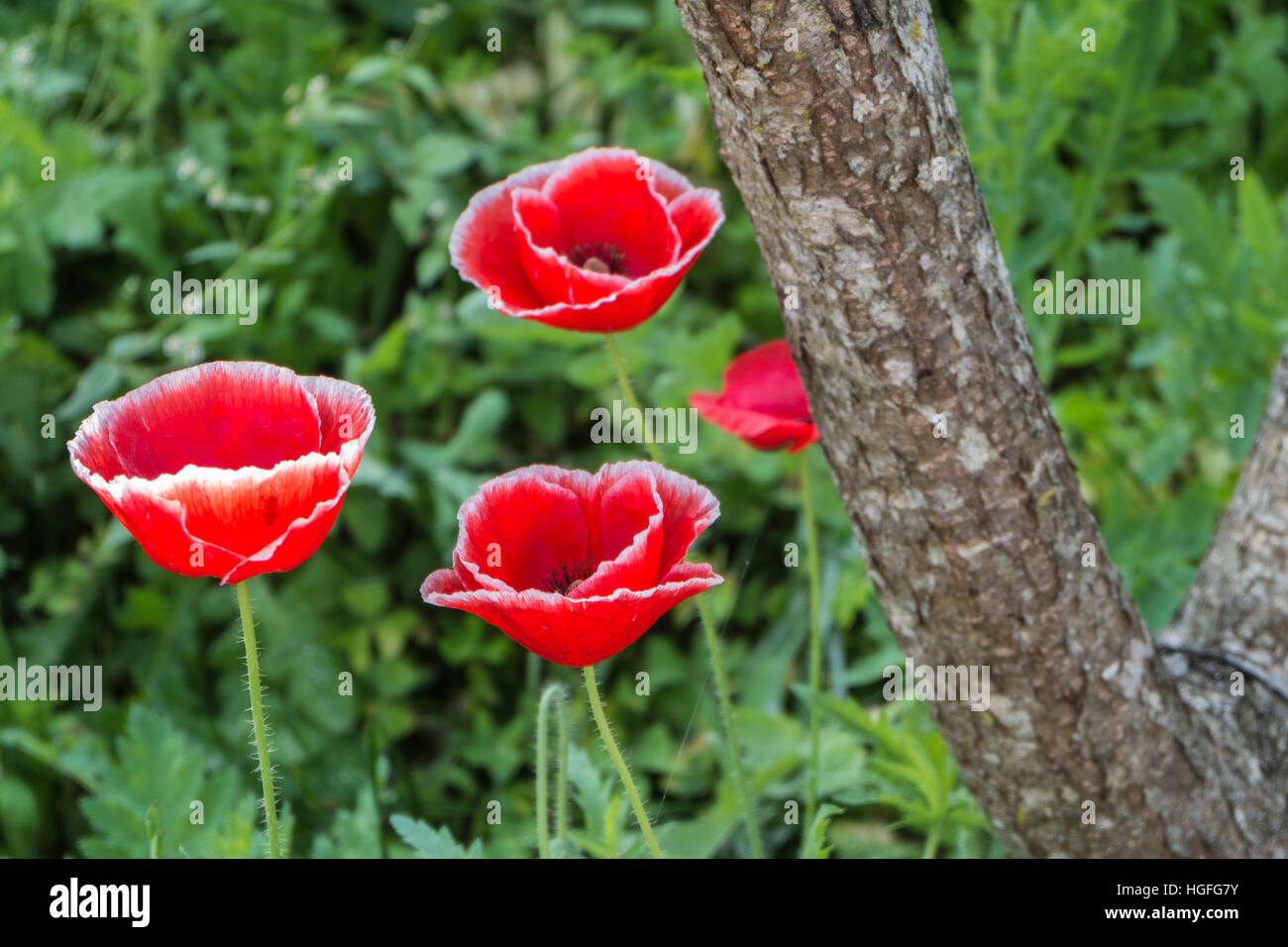 Coseup of poppy flower red white,blurred green tree background Stock ...