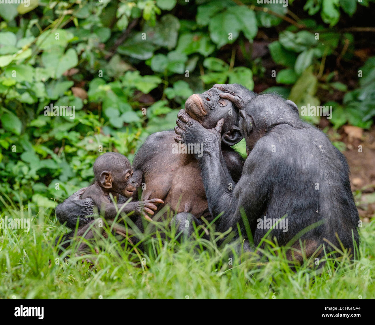 Bonobos in natural habitat on Green natural background. The Bonobo ...