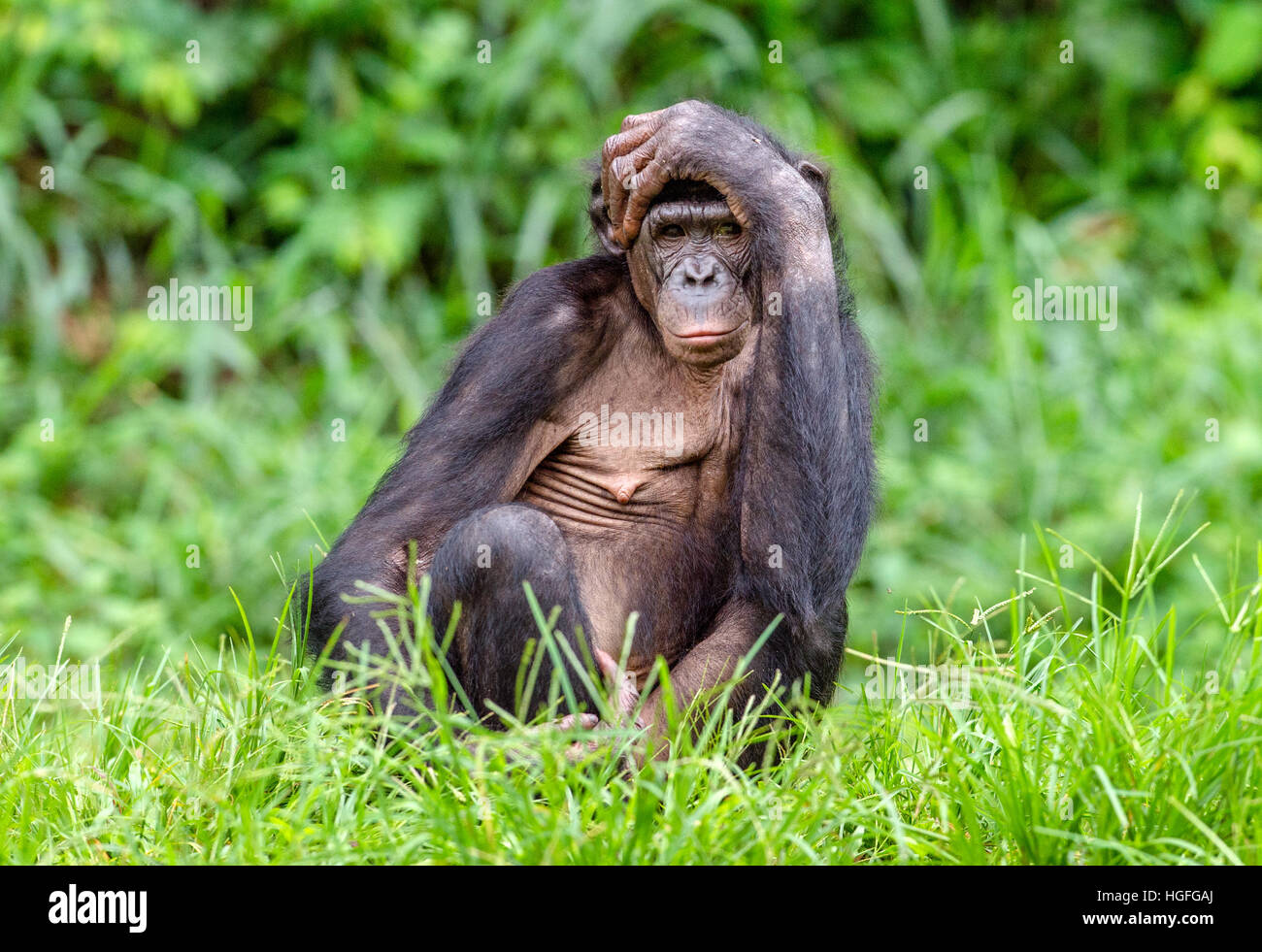 Adult male of Bonobo on the Green natural background in natural habitat ...