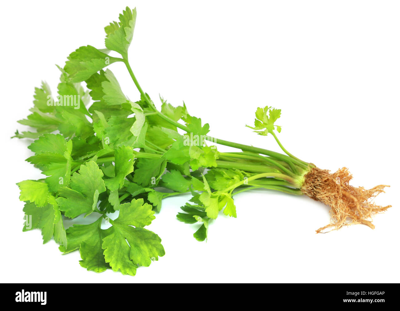 Celery plant hi-res stock photography and images - Alamy