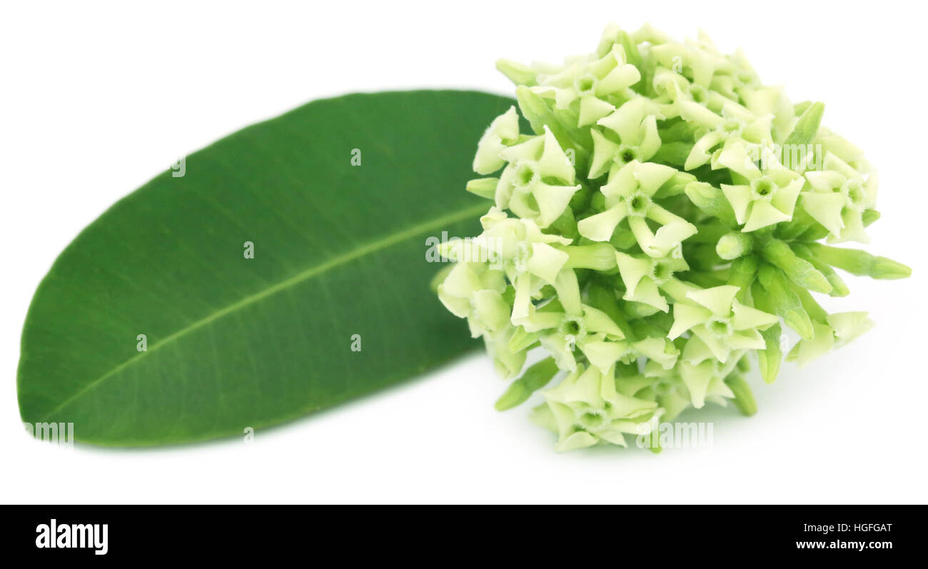Flowers of Alstonia scholaris commonly called blackboard tree or devil ...