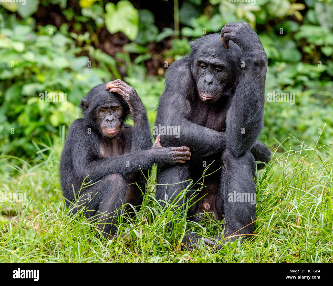 Bonobos in natural habitat on Green natural background. The Bonobo ...
