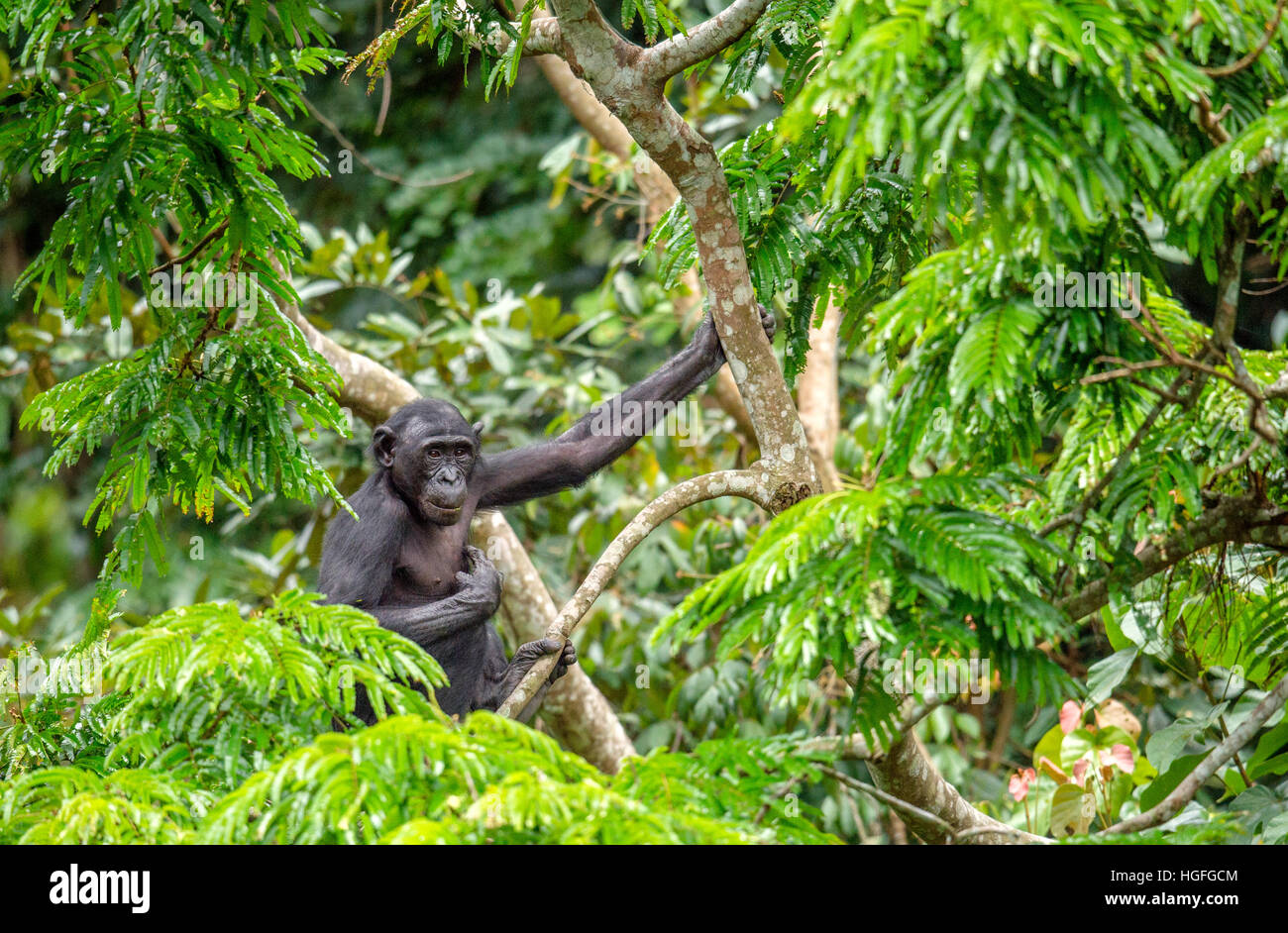 Bonobo in natural habitat on Green natural background. The Bonobo ( Pan ...