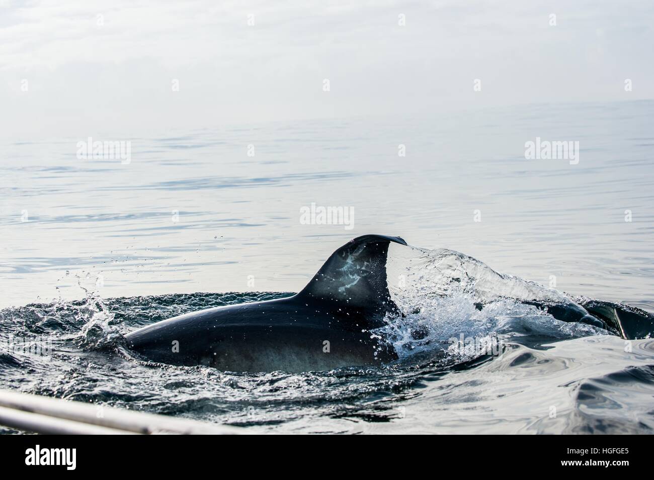 Shark fin above water. Closeup Fin Great White Shark Underwater . Great ...