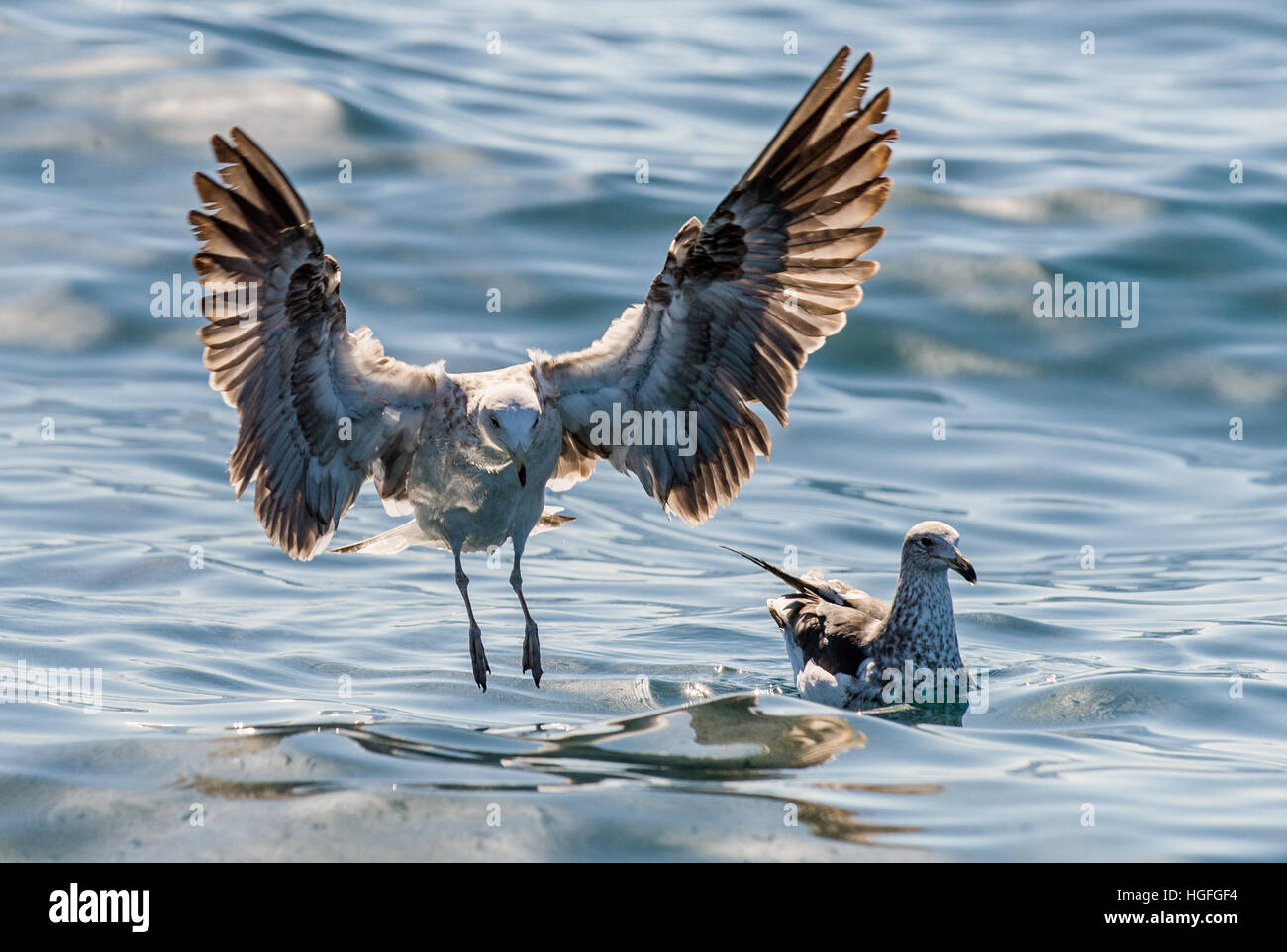 Flying Juvenile Kelp gull (Larus dominicanus), also known as the ...