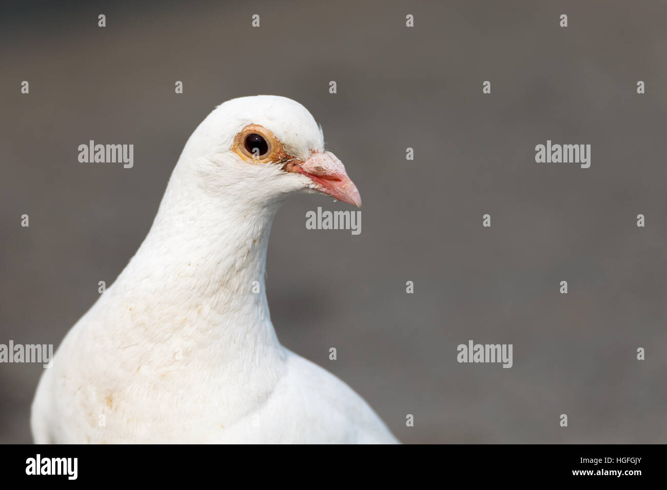 pigeon close up white pigeon city pigeons Stock Photo - Alamy