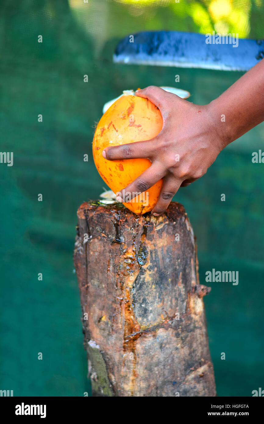 King Coconut. King Coconut Stock Photo - Alamy