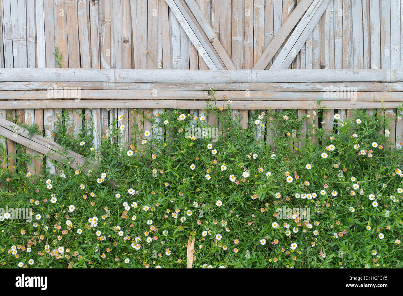 Flower with bamboo background Stock Photo - Alamy