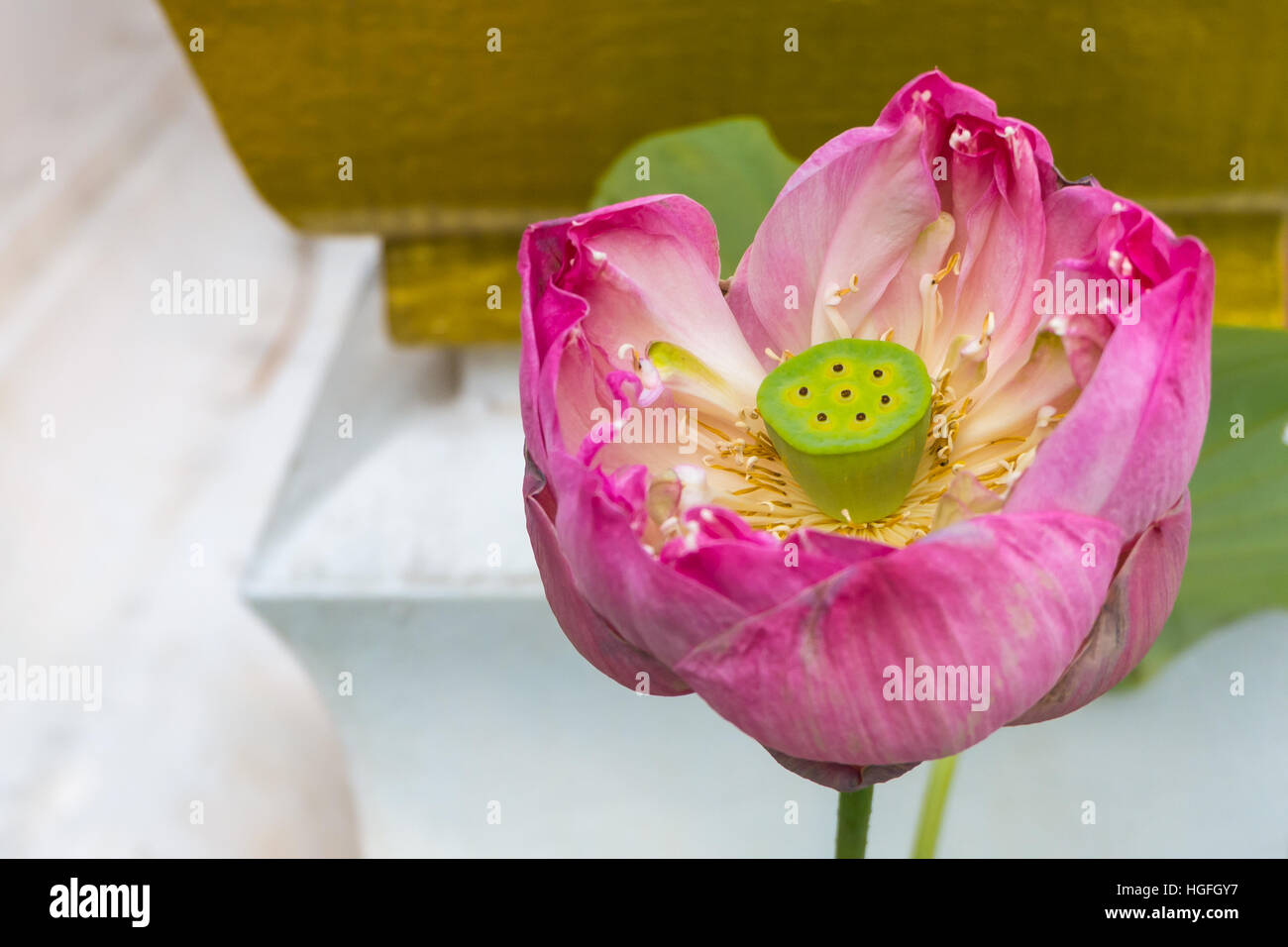 Close up blossom lotus flower Stock Photo - Alamy