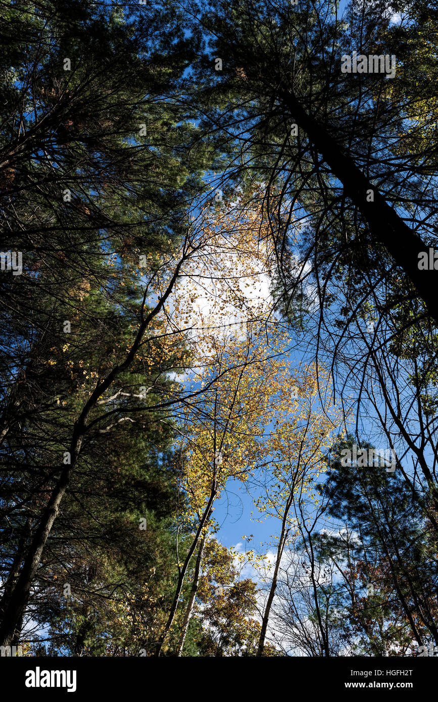 Sky and forest hi-res stock photography and images - Alamy