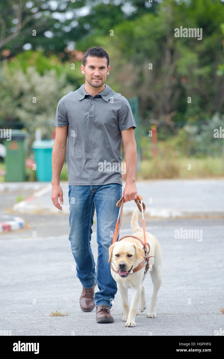 Man walking labrador Stock Photo - Alamy