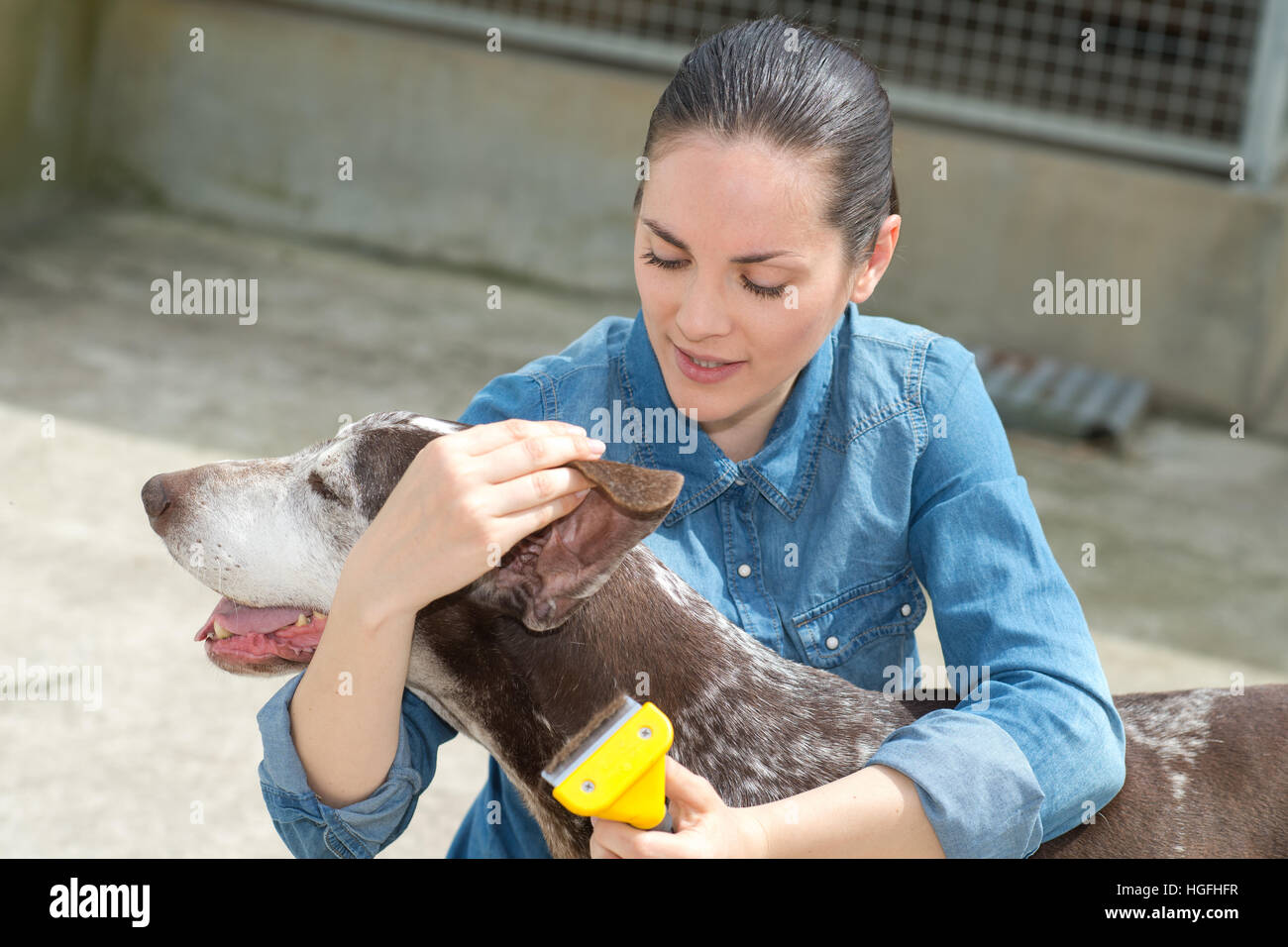 Lady grooming pointer dog Stock Photo - Alamy