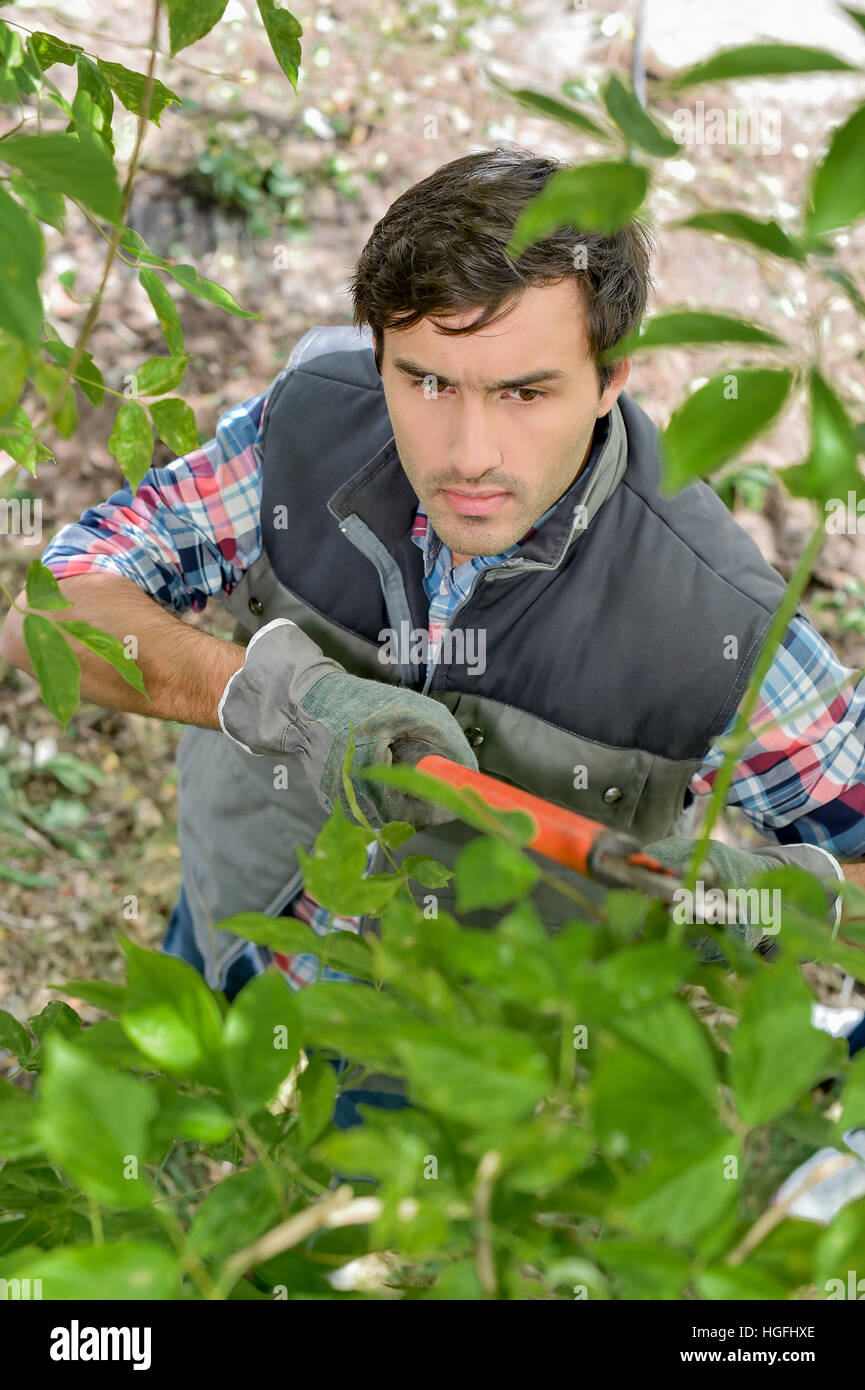 This tree needs trimming Stock Photo - Alamy