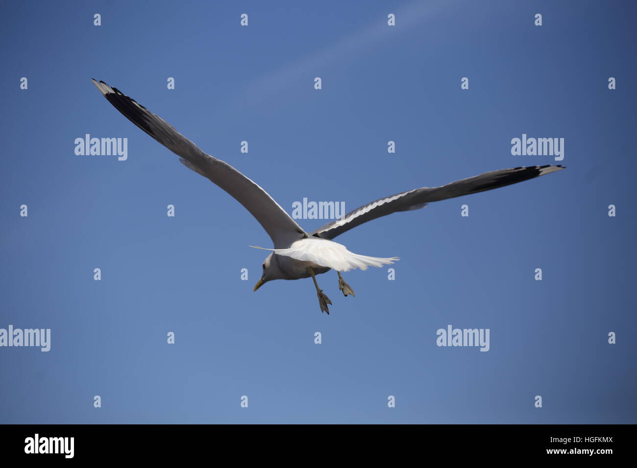 A bird in flight Stock Photo - Alamy