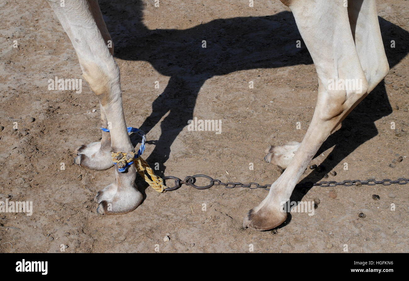 Camel leg legs hi-res stock photography and images - Alamy