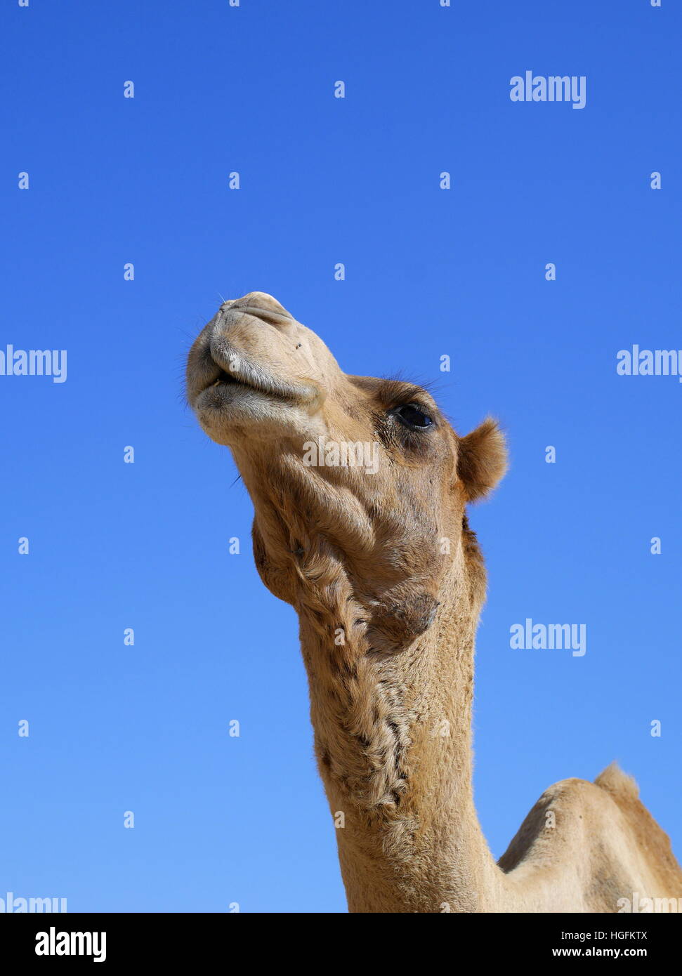 Camel portrait, Janabiya camel farm, Kingdom of Bahrain Stock Photo - Alamy