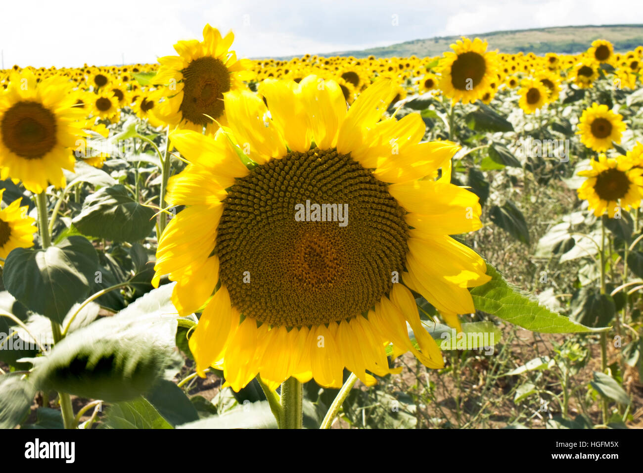 Field with sunflowers, one big flower in front close. Recorded in ...
